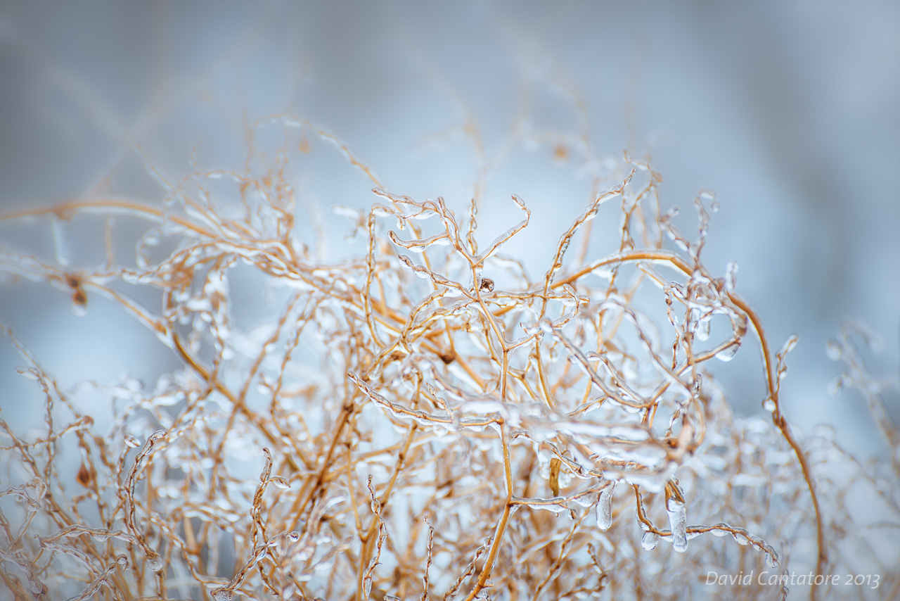 Frozen Garden – Mostly Real Stuff